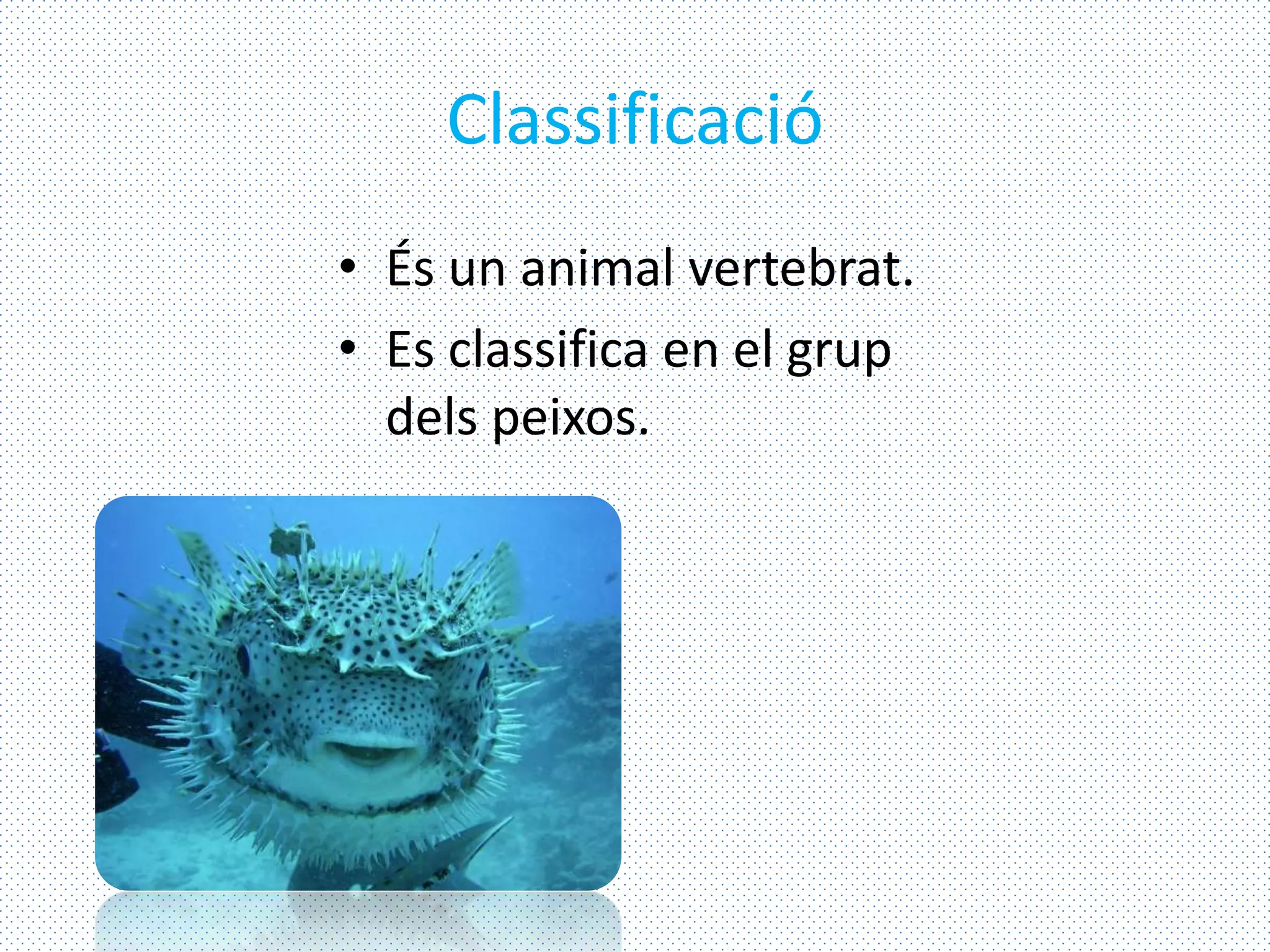 Peix globus Helena | PPTX