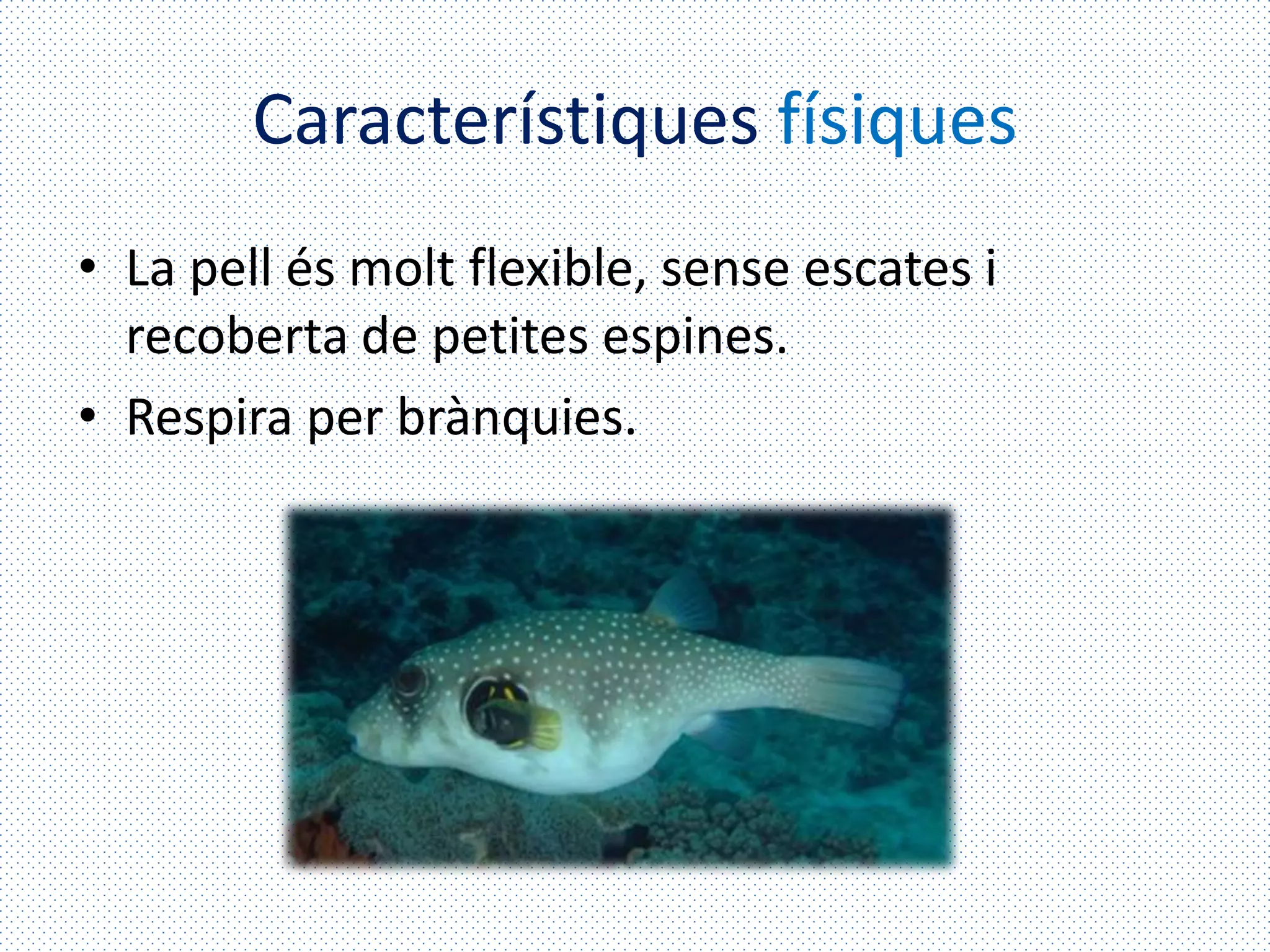 Peix globus Helena | PPTX