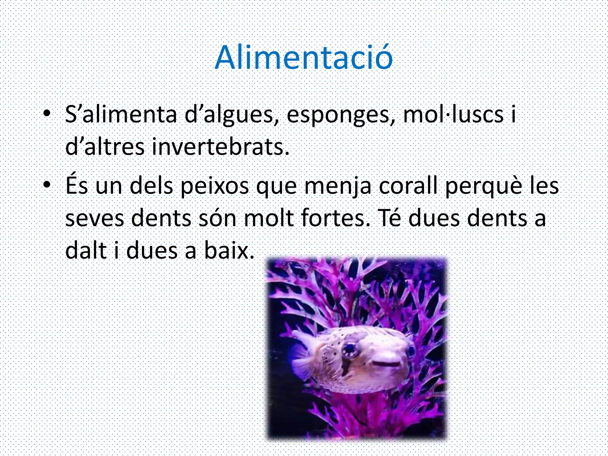 Peix globus Helena | PPTX