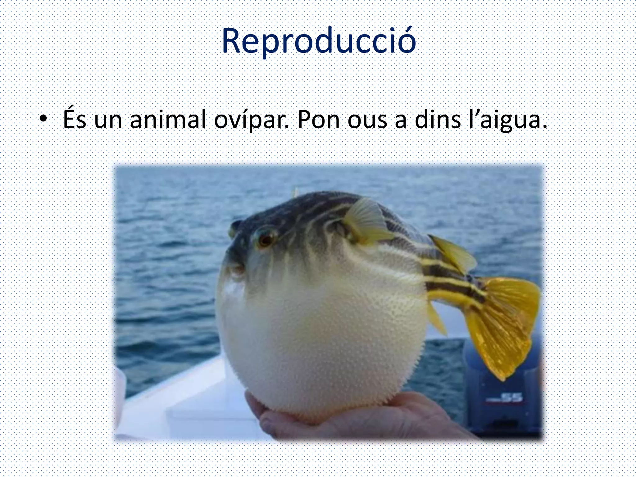 Peix globus Helena | PPTX