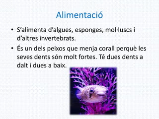 Peix globus Helena | PPTX