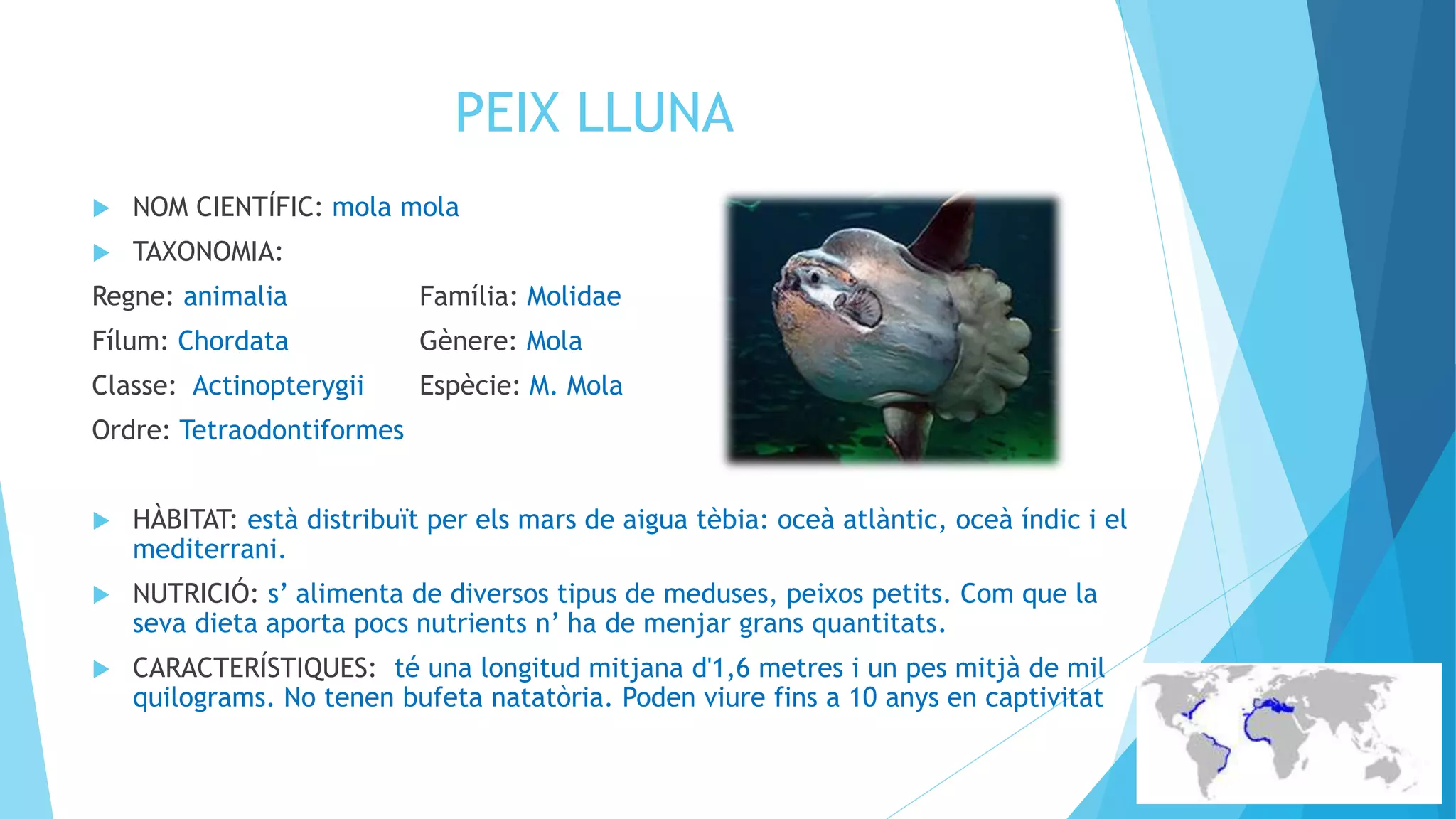 Peix lluna | PPTX