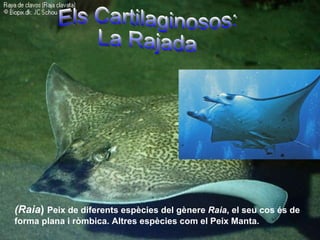 Peixos! | PPT