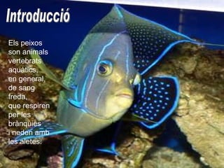 Peixos! | PPT