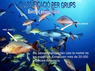 Peixos! | PPT