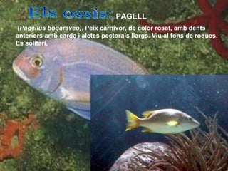 Peixos! | PPT