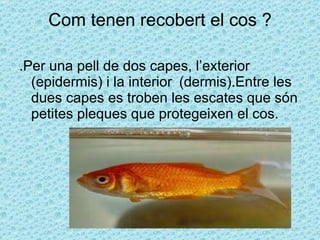 Peixos | PPT
