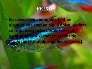 Peixos | PPTX