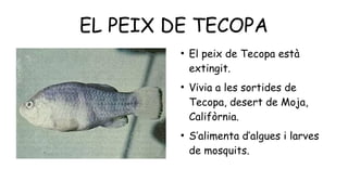 Peixos | ODP