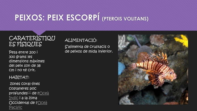 Peixos peix escorpí | PPT