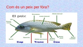 ELS PEIXOS DEL EMM A 3R | PPT