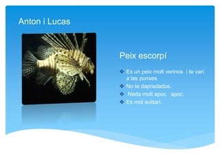 Peixos amics | PPTX