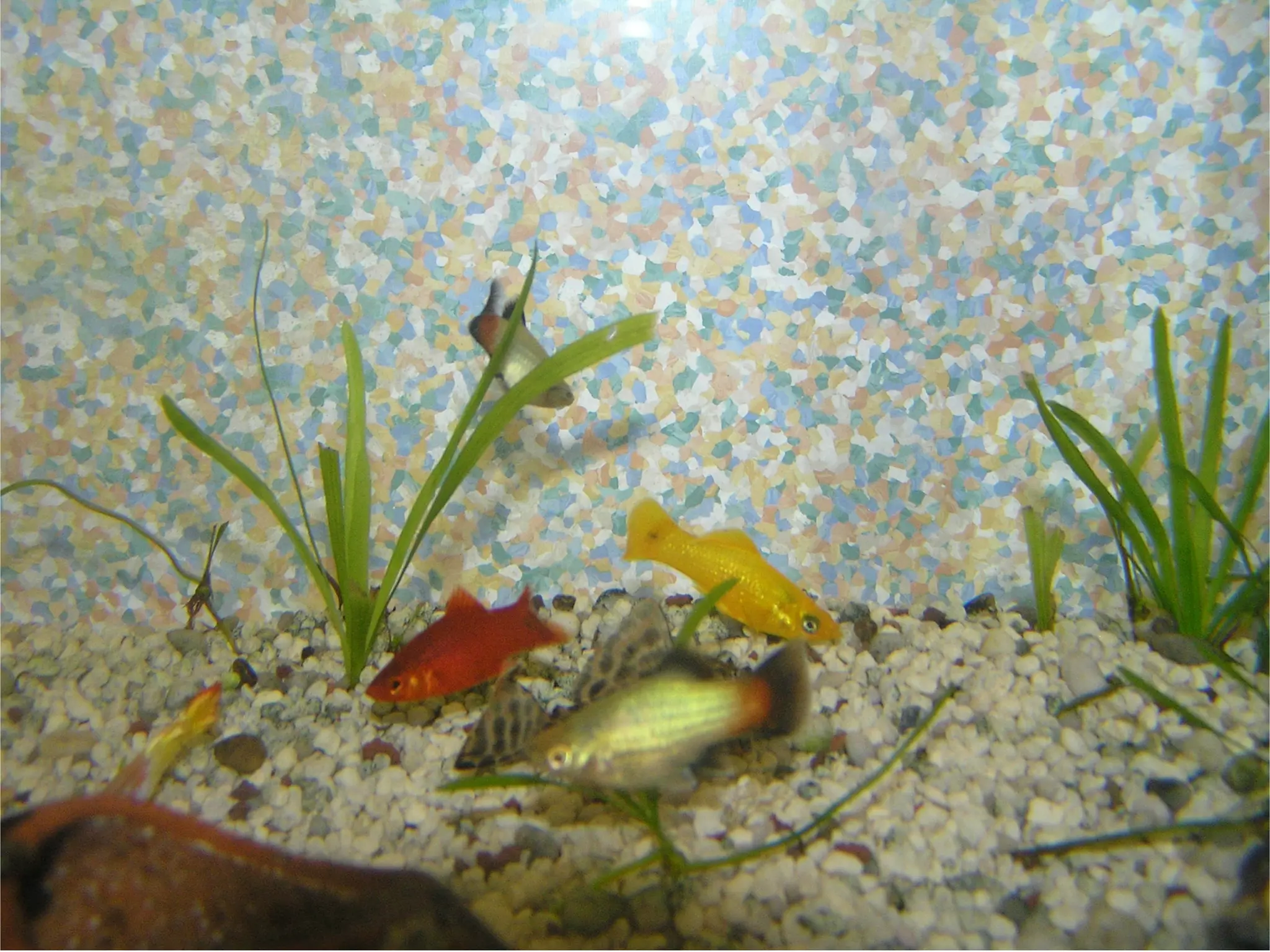 Peixos de l'aquari office | ODP