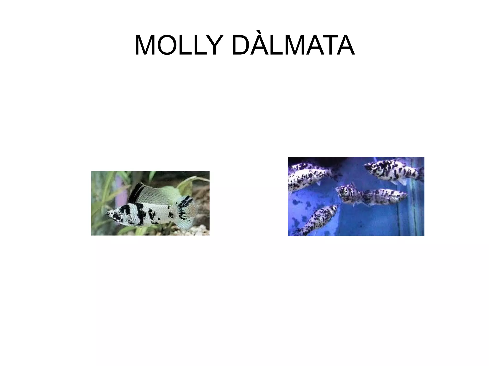 Peixos de l'aquari office | ODP