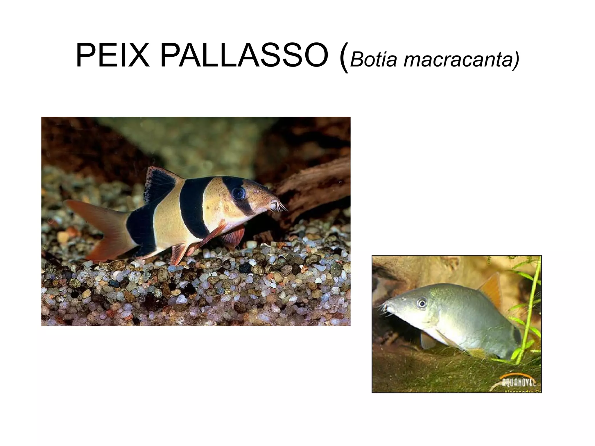 Peixos de l'aquari office | ODP