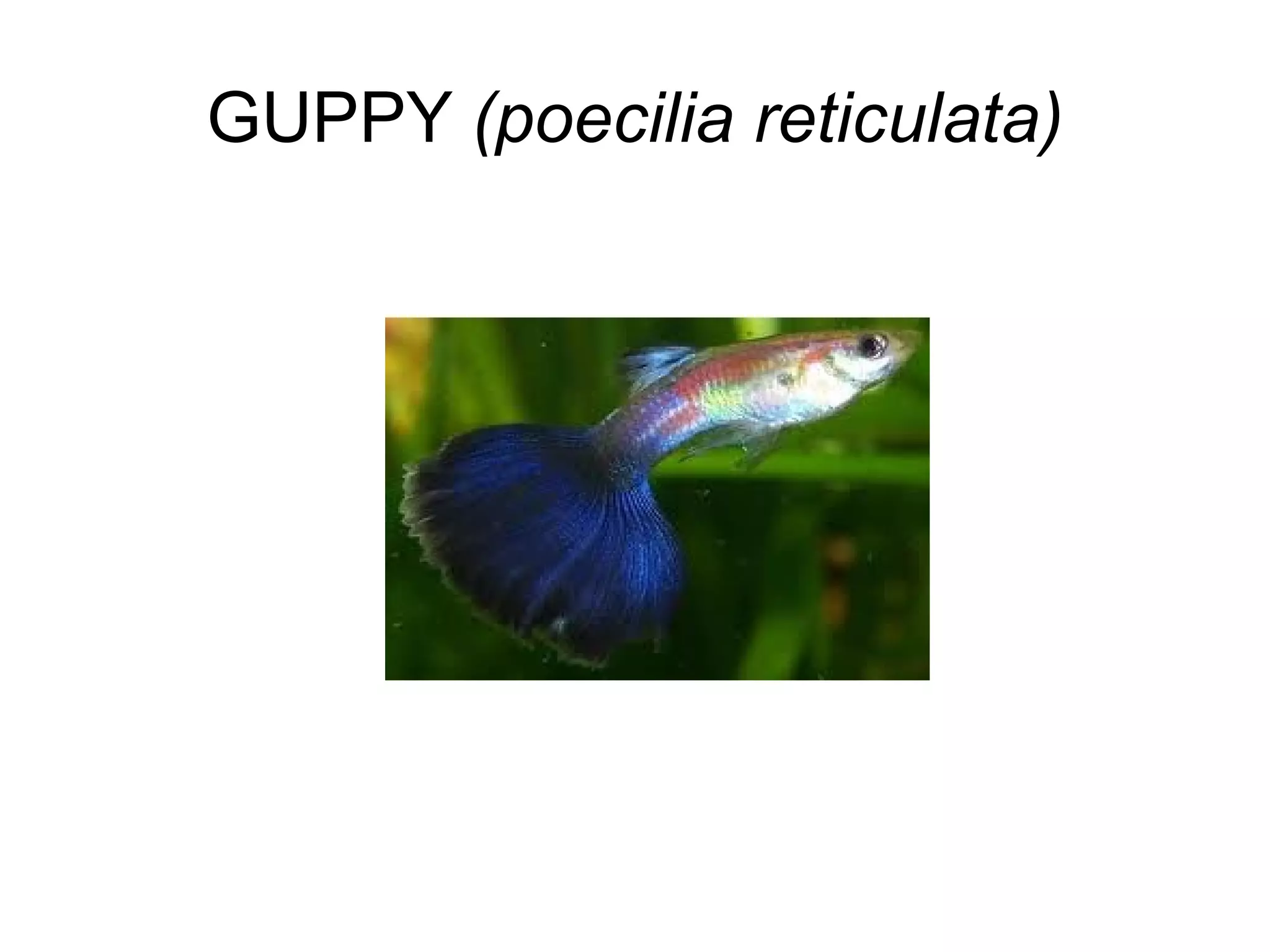 Peixos de l'aquari office | ODP