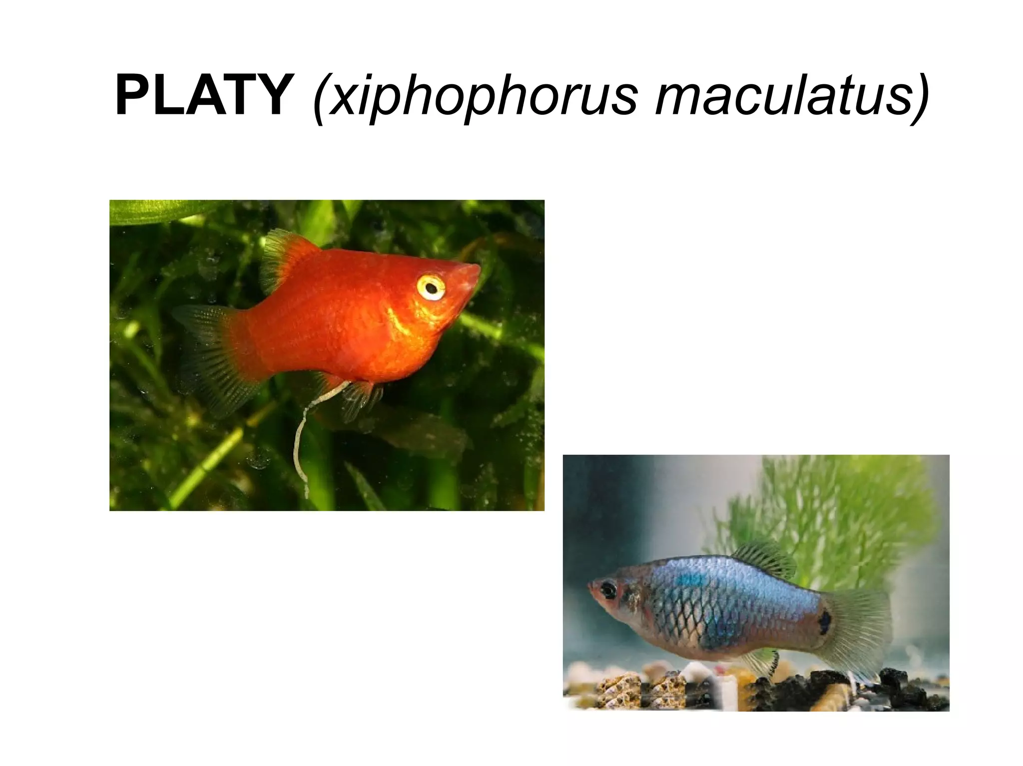 Peixos de l'aquari office | ODP