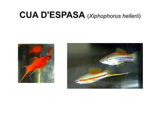 Peixos de l'aquari office | ODP