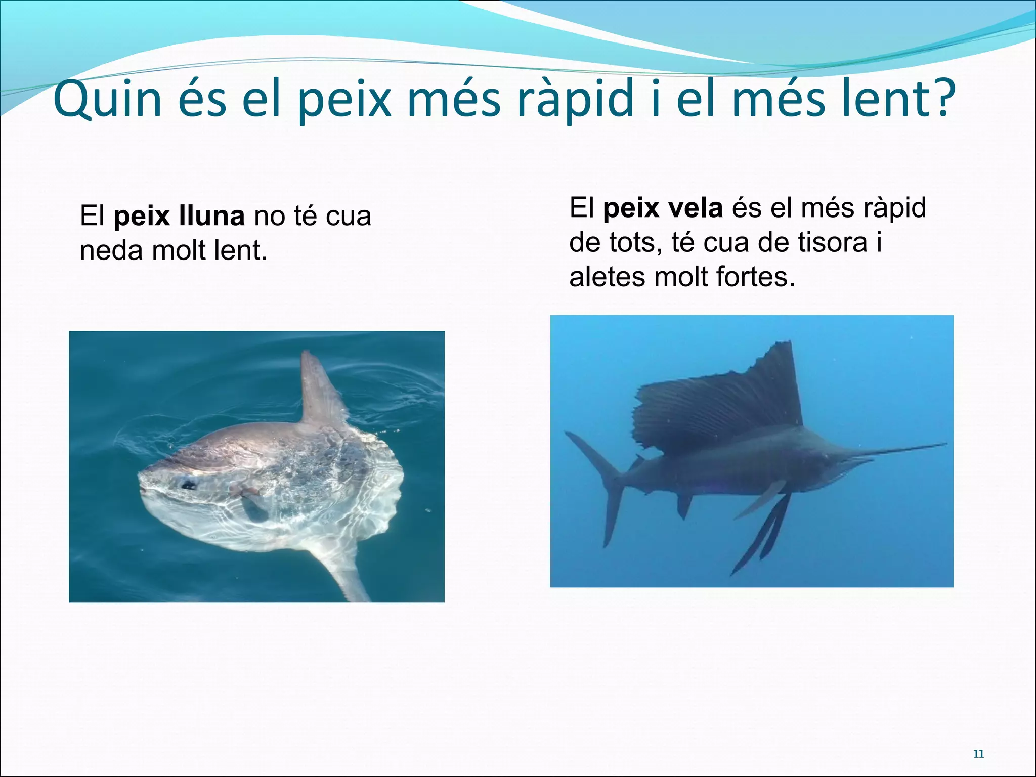 Peixos | PPT