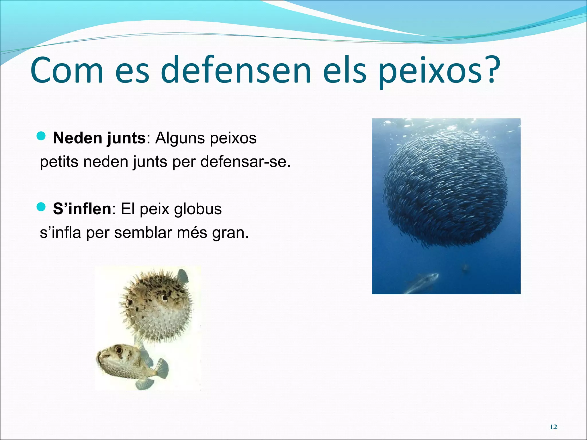 Peixos | PPT