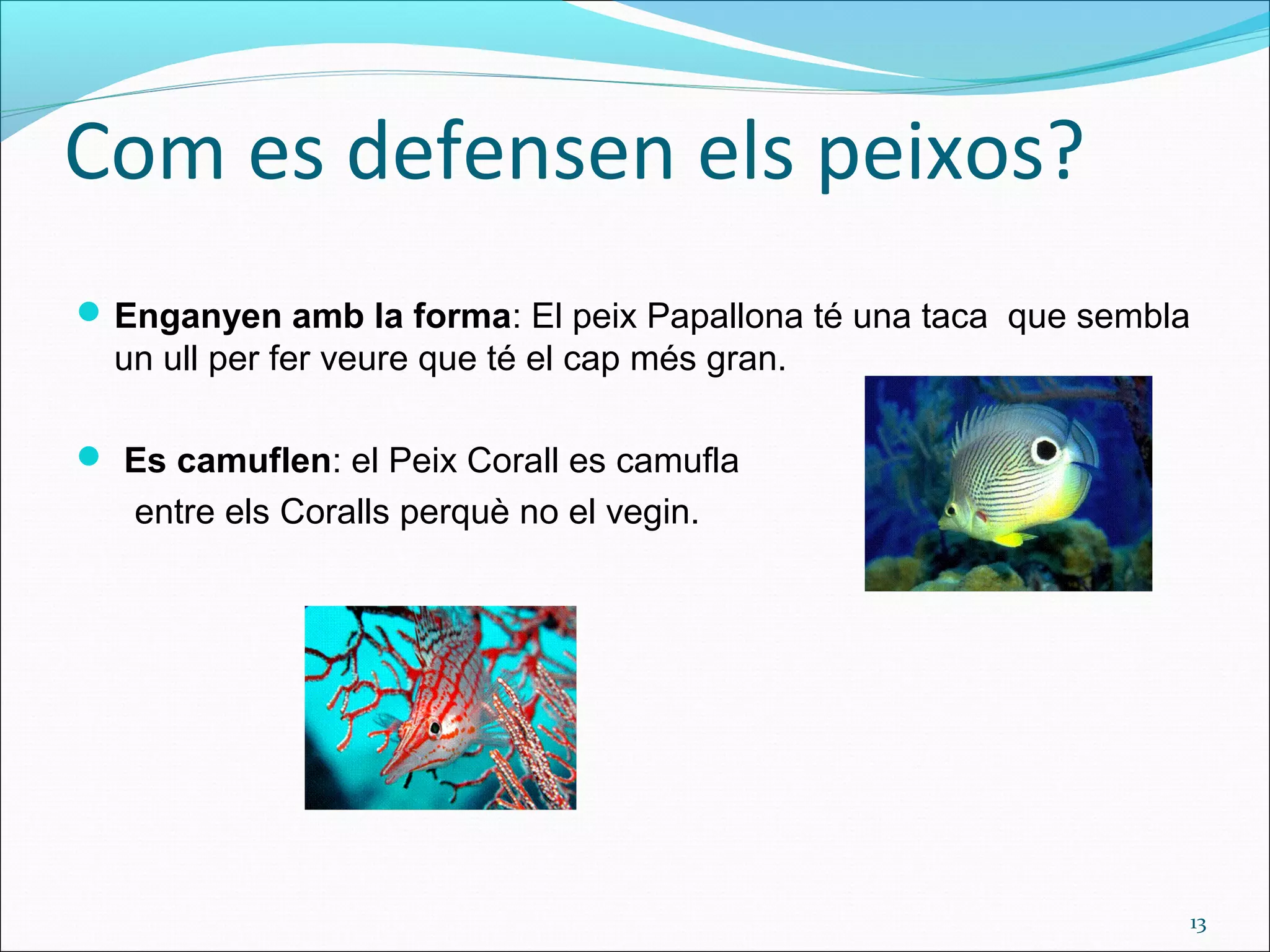 Peixos | PPT