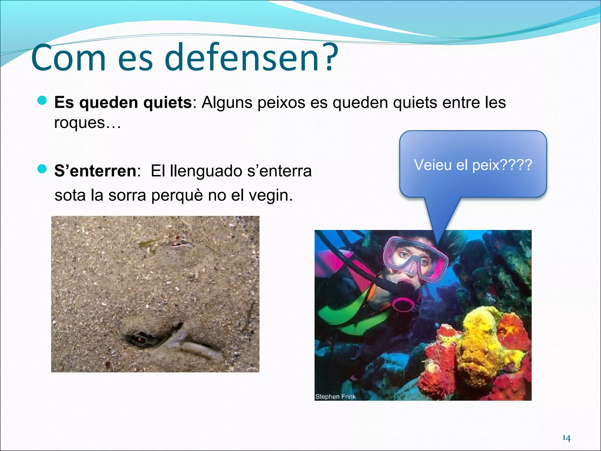 Peixos | PPT