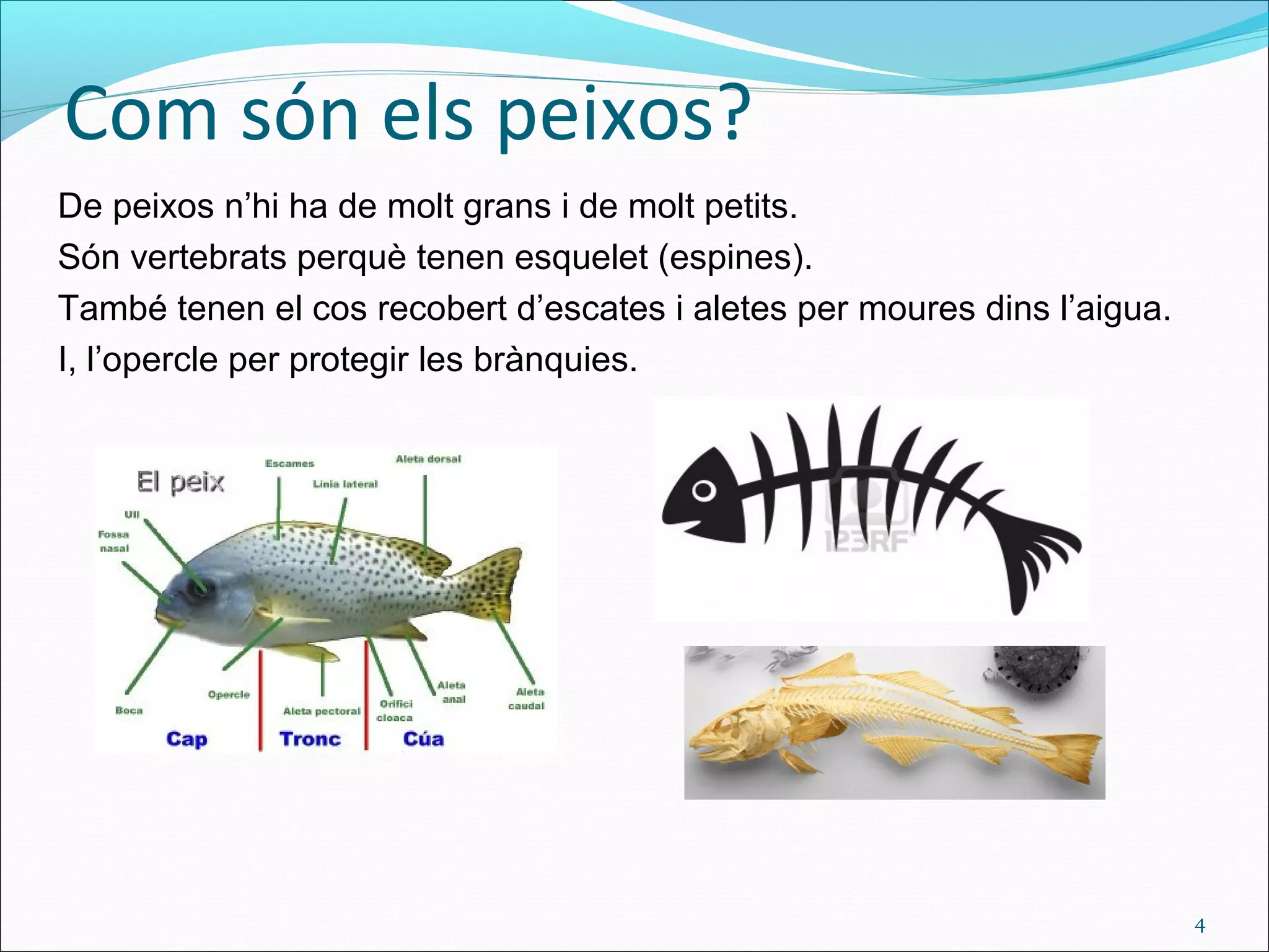 Peixos | PPT