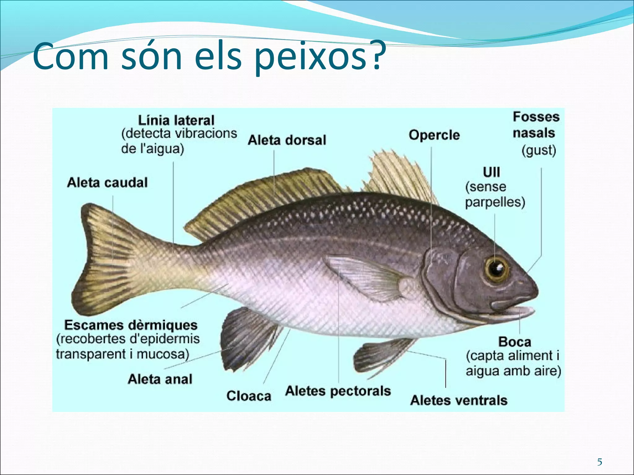 Peixos | PPT