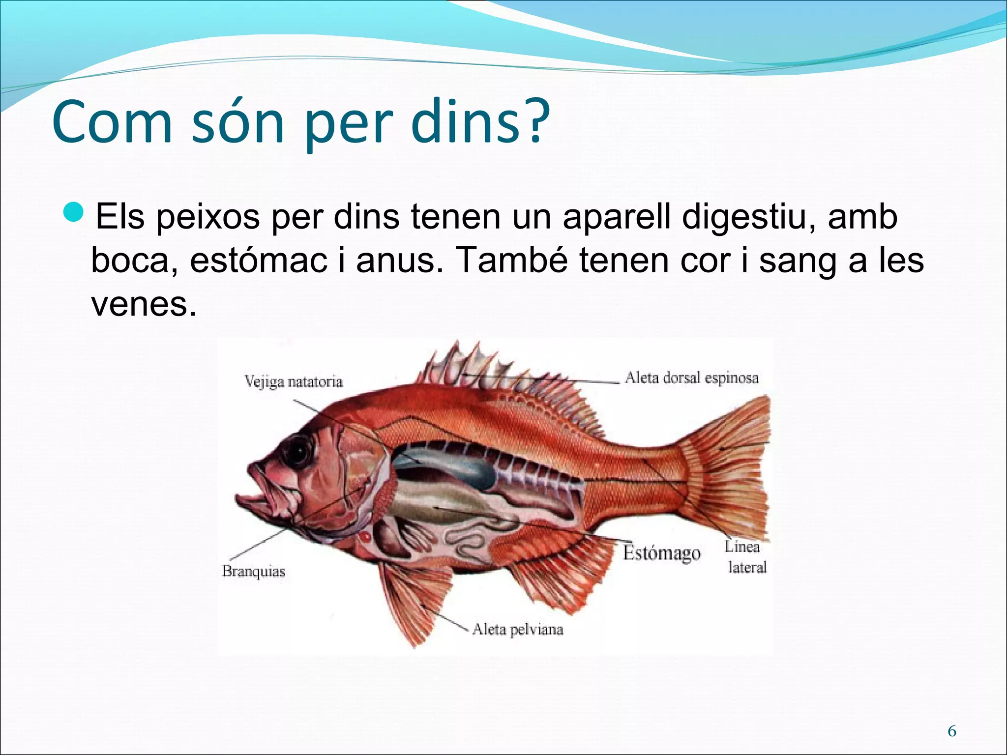 Peixos | PPT
