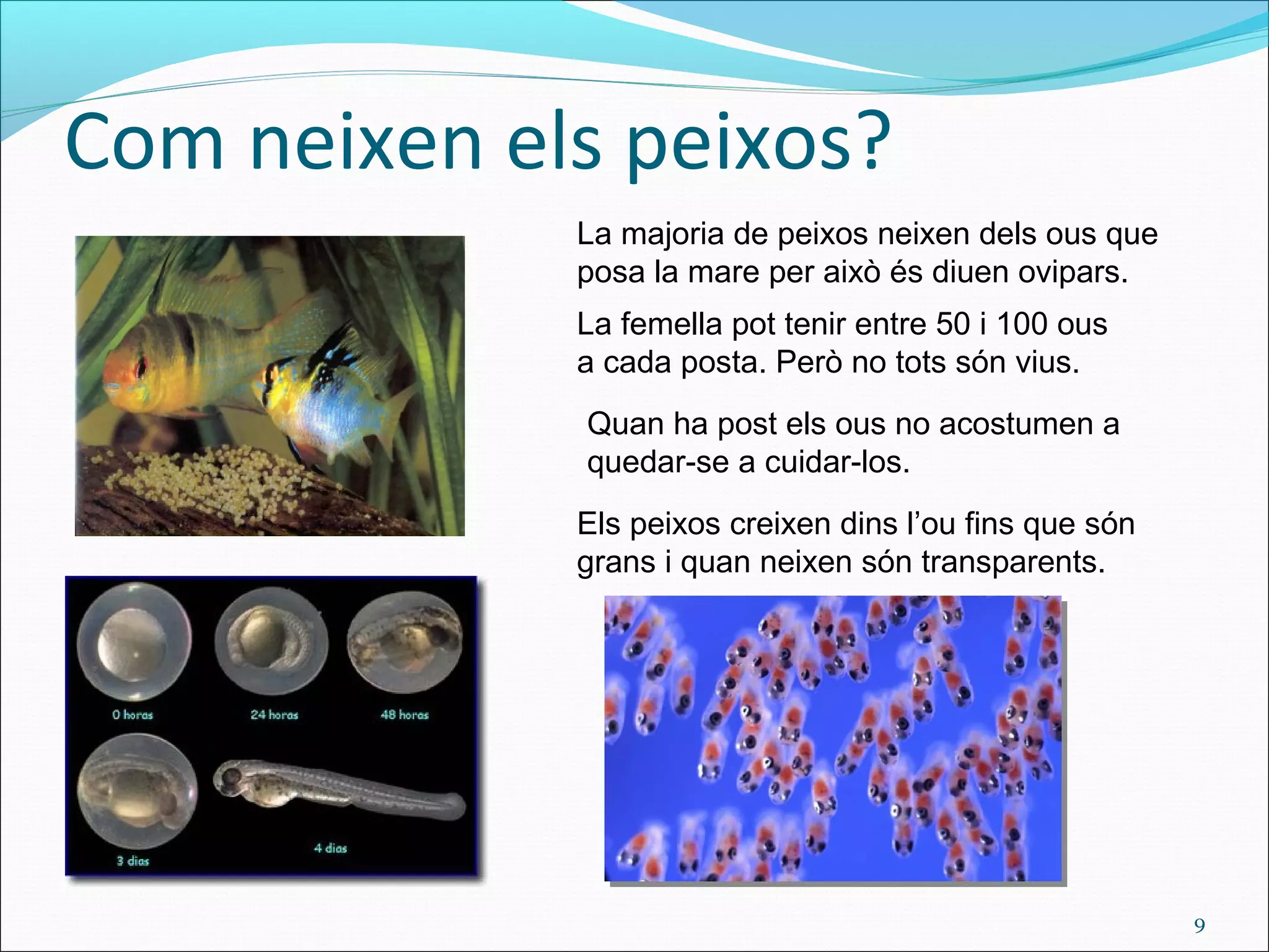 Peixos | PPT