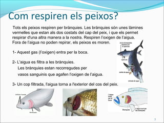 Peixos | PPT