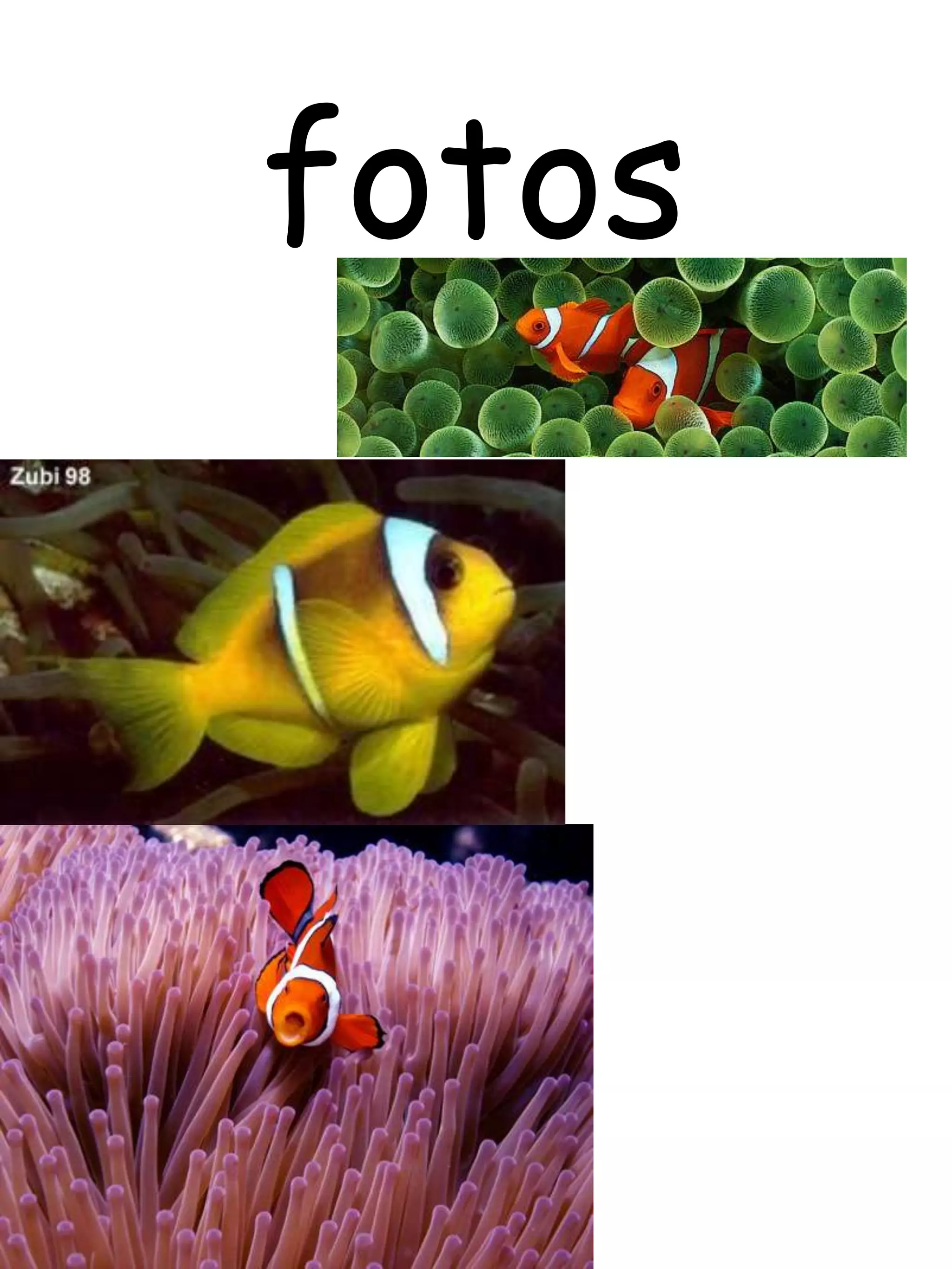 Peix pallasso | PPTX