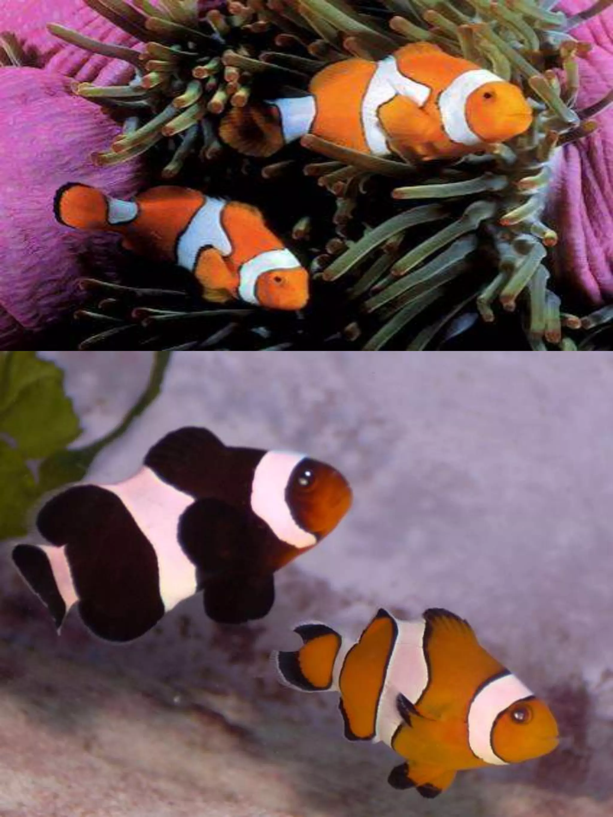 Peix pallasso | PPTX