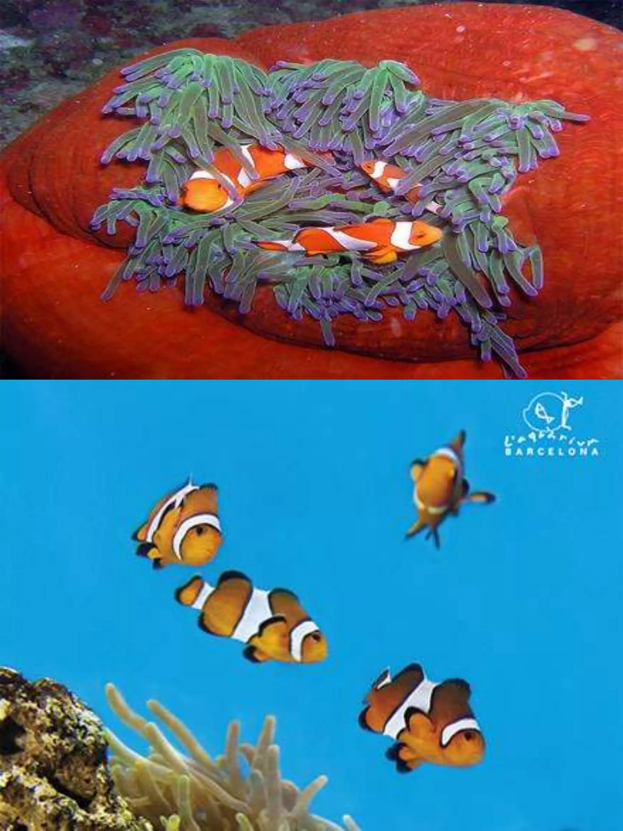 Peix pallasso | PPTX