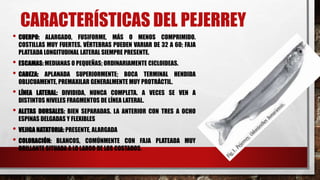 Presentación sobre la cría de pescado pejerrey | PPTX