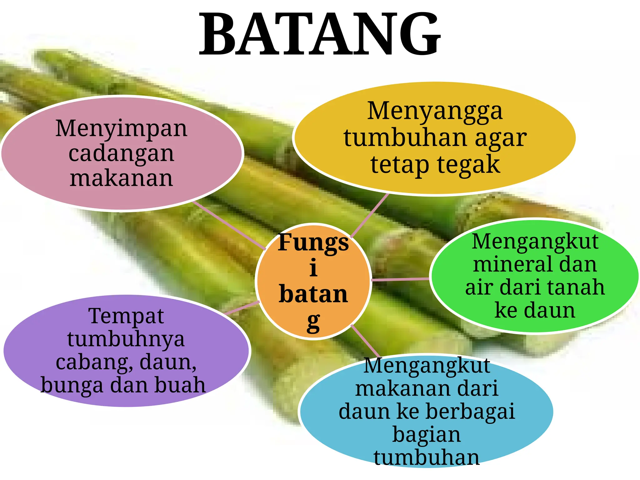 Pekan 7 Sesi 2 Bagian-Bagian Tumbuhan.pptx