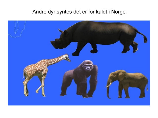 Pekebok Med Dyr | PPT