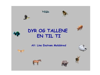 Pekebok Dyr,Tall Og Lyd | PPT