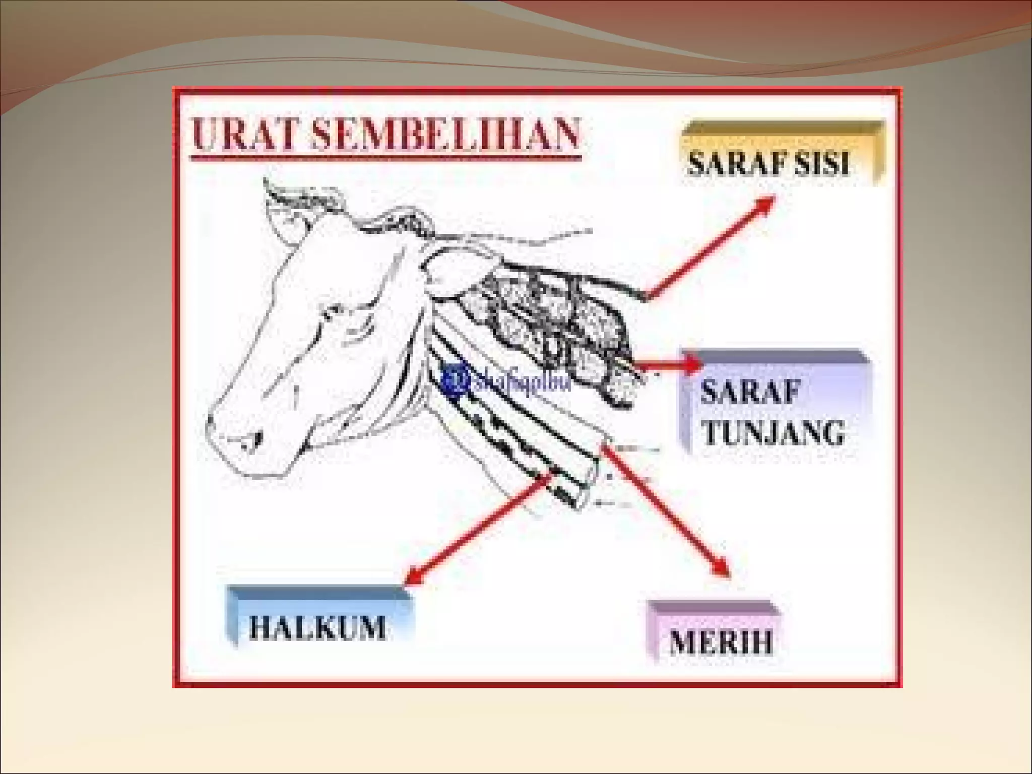 sembelihan | PPT