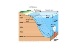 Pelagic Environments and Ecosystems (1) | PPTX