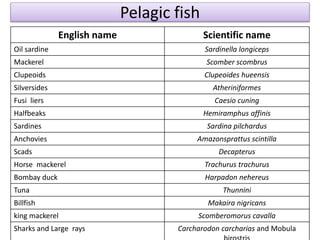 Pelagic fish | PPT