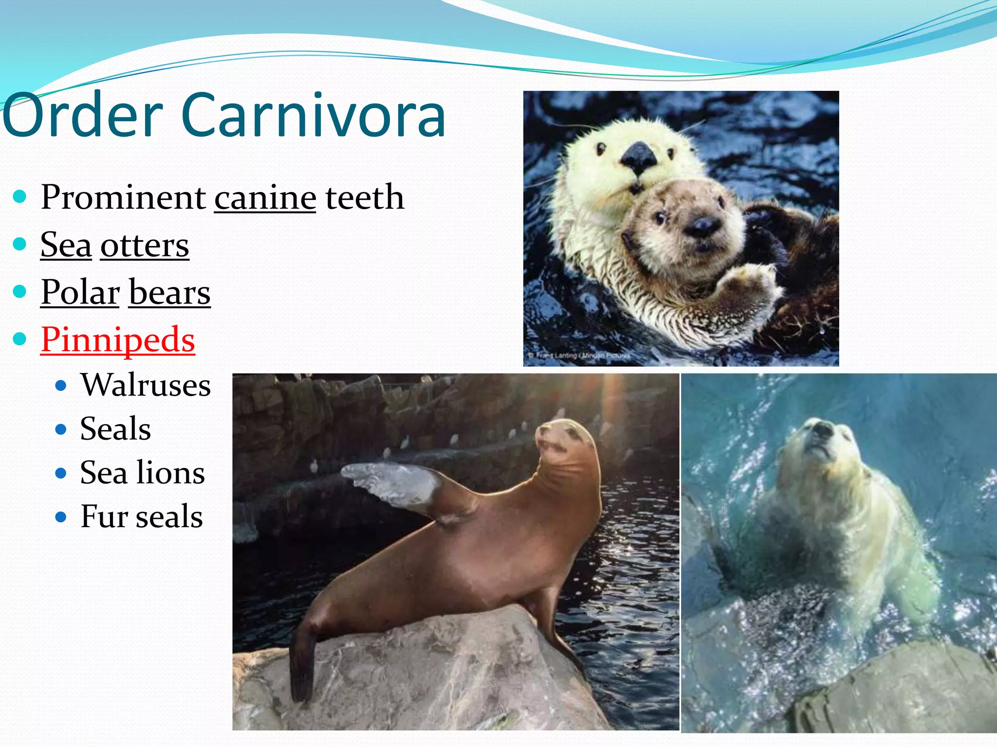 Pelagic Marine Mammals | PPTX | Hunting and Shooting | Sports