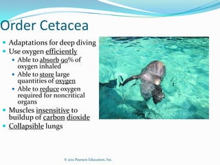 Pelagic Marine Mammals | PPTX