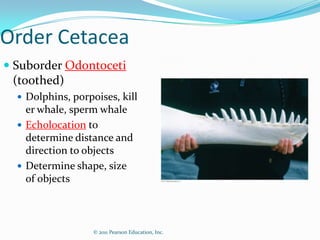 Pelagic Marine Mammals | PPTX
