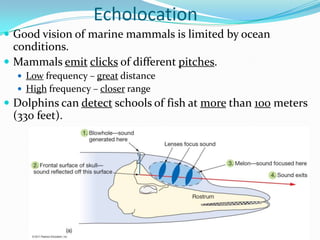 Pelagic Marine Mammals | PPTX | Hunting and Shooting | Sports