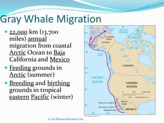 Pelagic Marine Mammals | PPTX