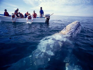 Pelagic Marine Mammals | PPTX | Hunting and Shooting | Sports