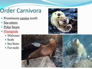 Pelagic Marine Mammals | PPTX | Hunting and Shooting | Sports