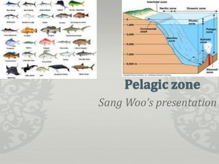 Pelagic Zone Diagram