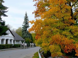 Pe langa plopii fara sot | PPS